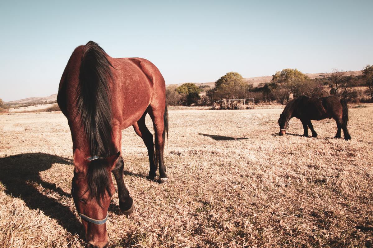 Hest som spiser jord og møkk – Veterinæren svarer – Tidsskriftet ...