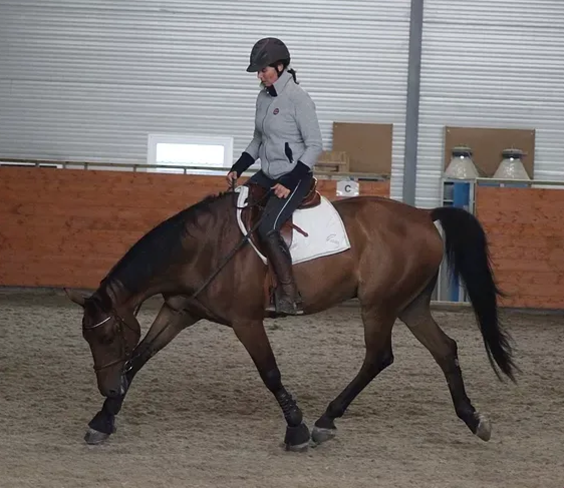 Longitudinal Stretching of the Top Line During Riding (LSR): PART 1 ...